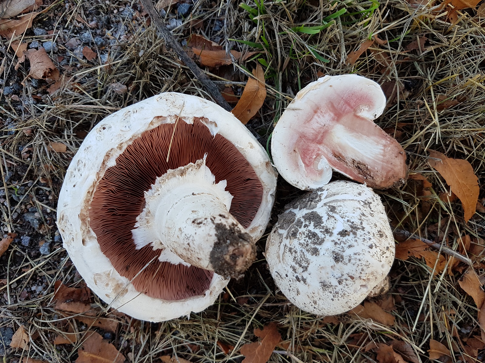 Rod: Agaricus